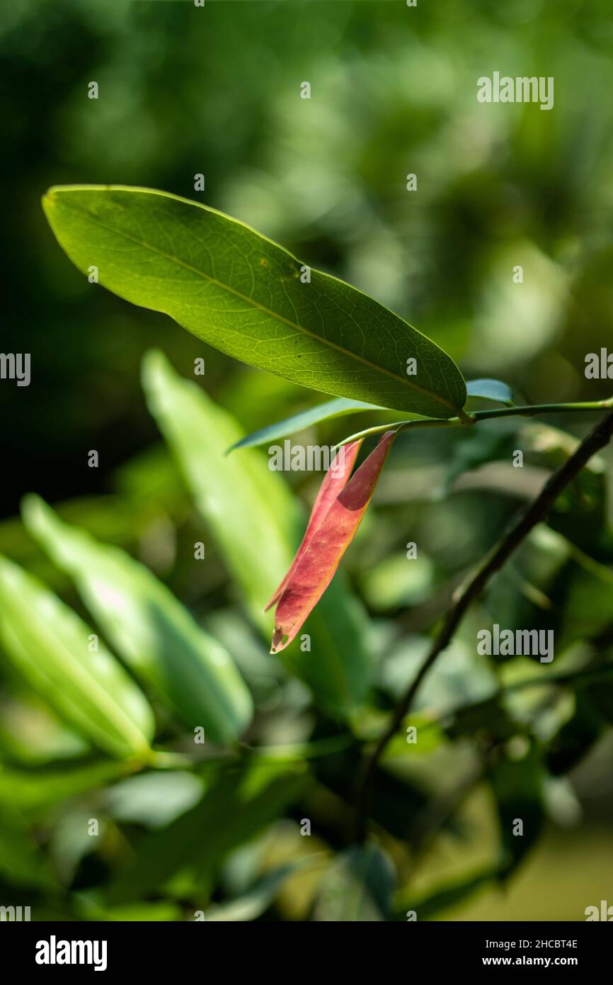 Diospyros discolor leaf hi-res stock photography and images - Alamy