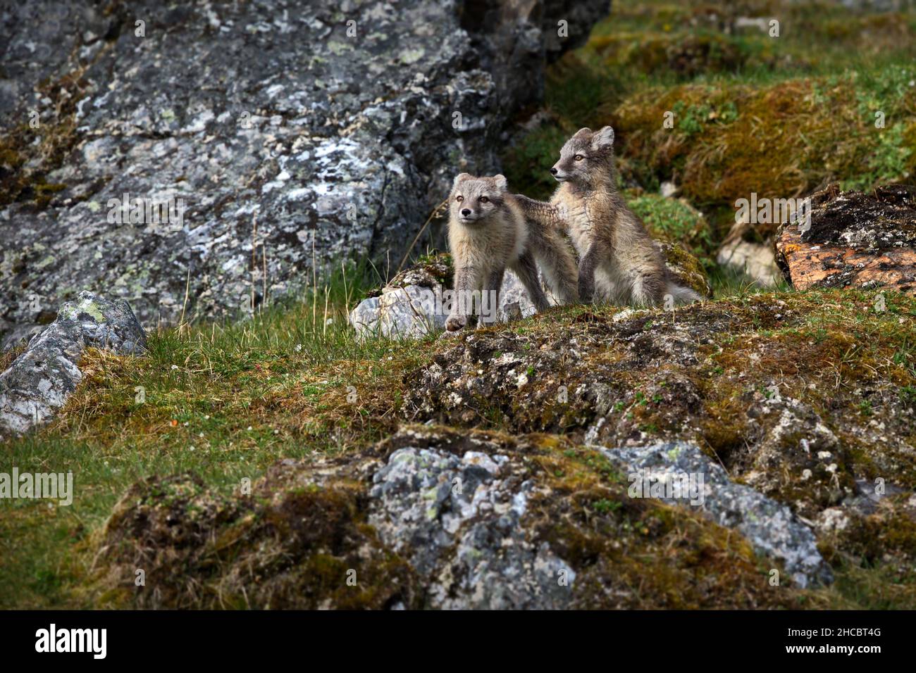 Svalbard foxes hi-res stock photography and images - Alamy