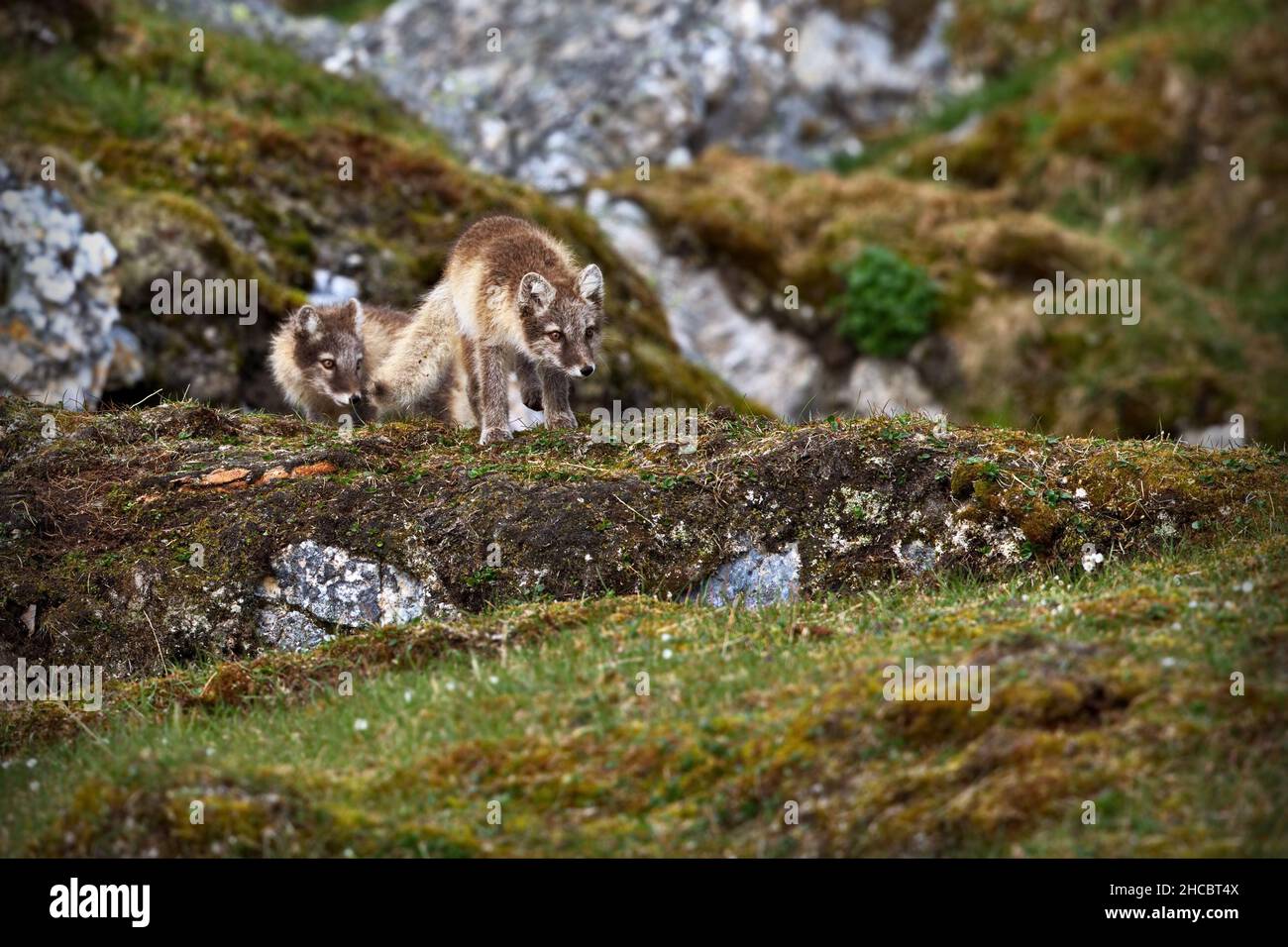 Svalbard foxes hi-res stock photography and images - Alamy