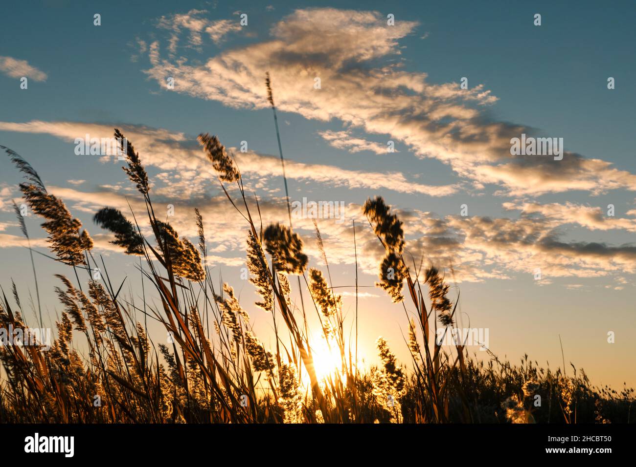 Swamp plants hi-res stock photography and images - Alamy