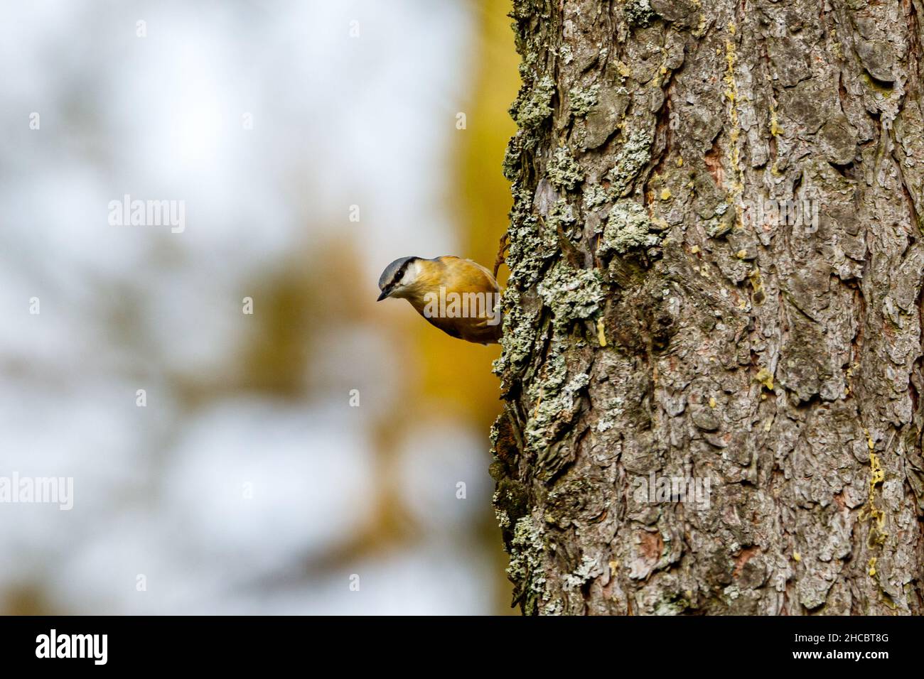 A nuthatch on a tree trunk Stock Photo - Alamy