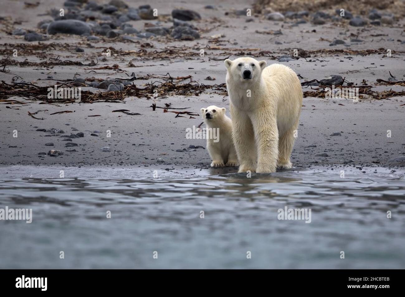 Mother and baby white polar bears near the seawater Stock Photo - Alamy