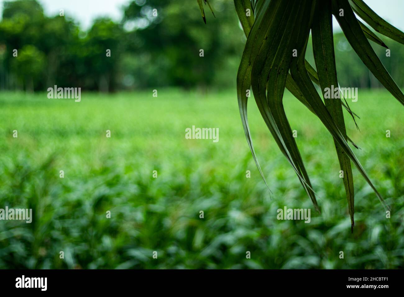 Green natural blur jute plant background jute leaf trees front on the ...