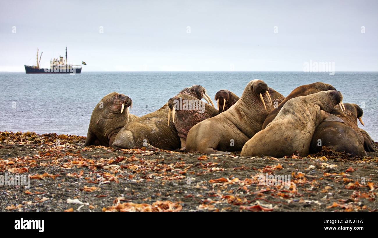 Group of walrus near the ocean and a ship on background Stock Photo - Alamy