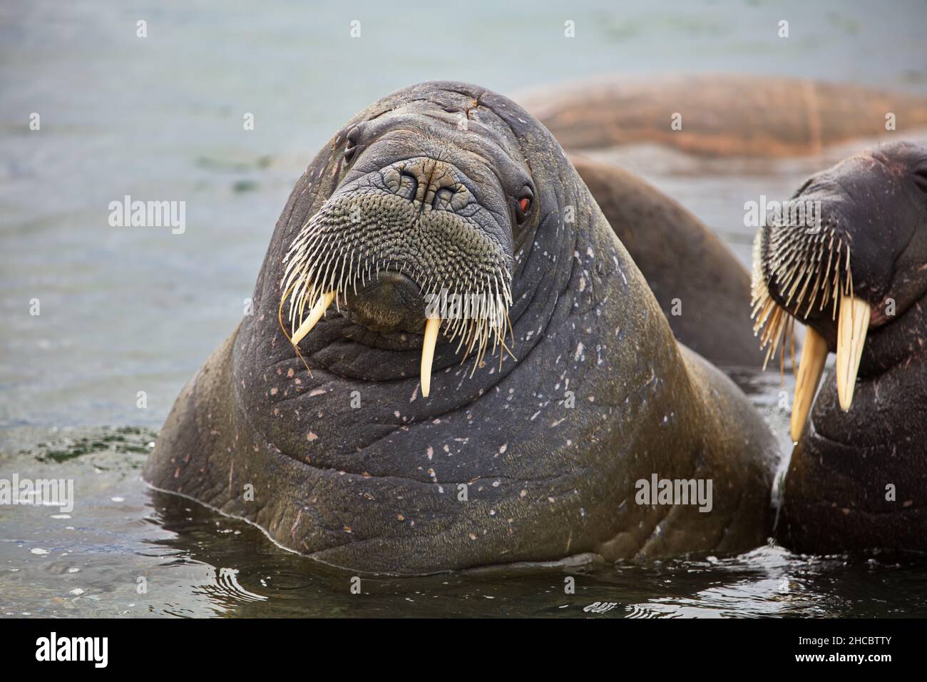 Walrus People