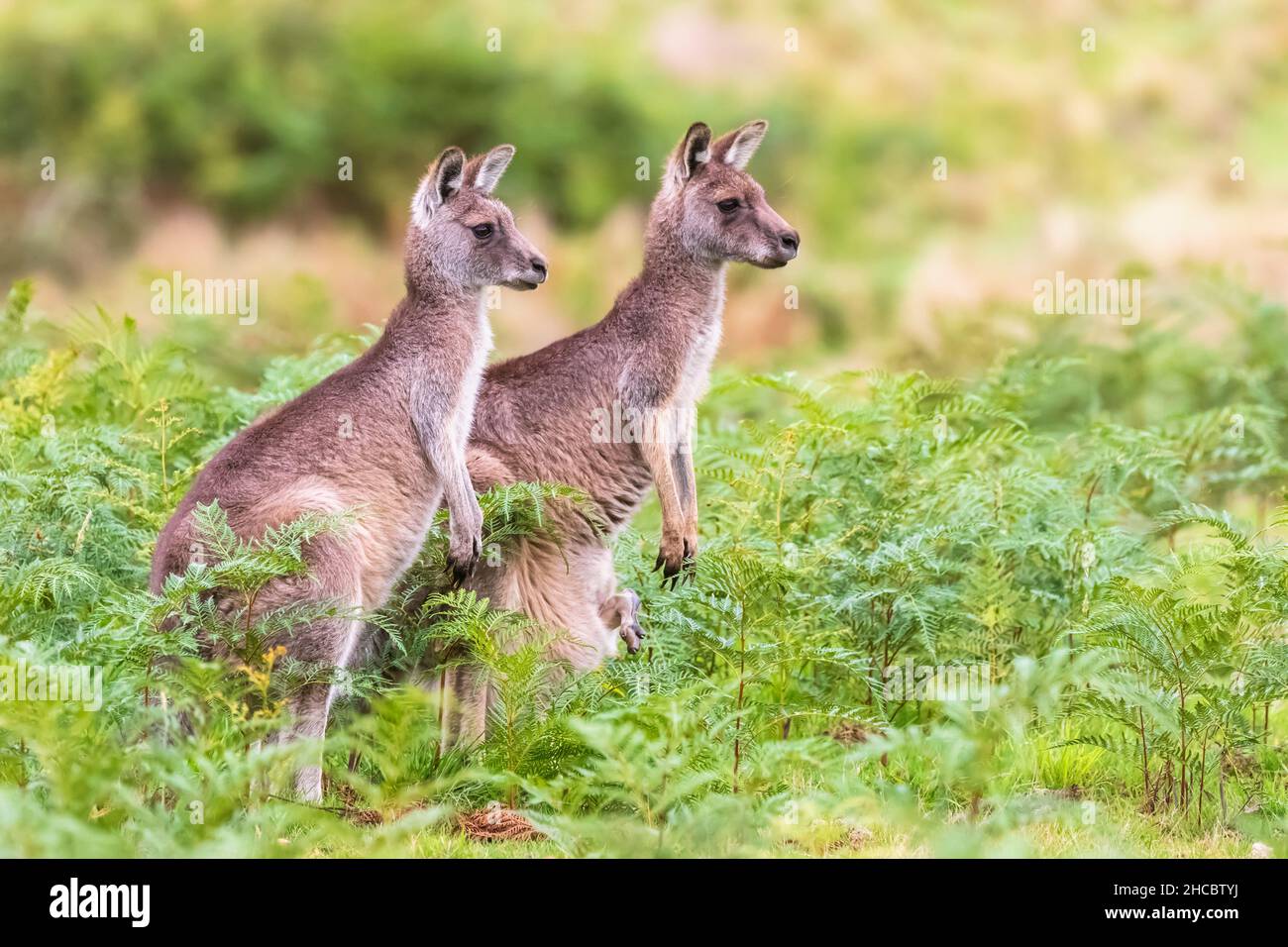 Three eastern grey kangaroos (Macropus giganteus) standing outdoors ...
