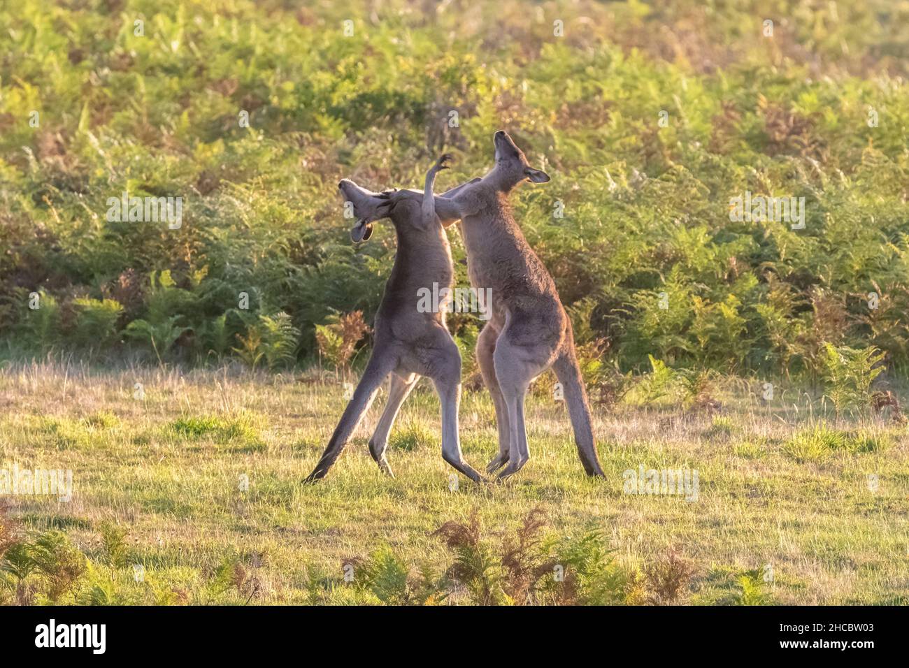 Three eastern grey kangaroos (Macropus giganteus) standing amid green ...