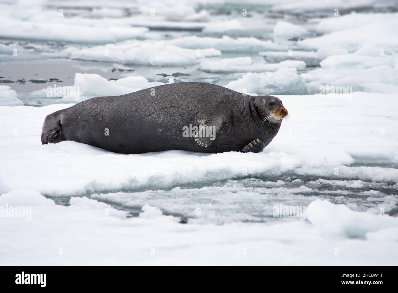 Walrus svalbard habitat arctic hi-res stock photography and images - Alamy
