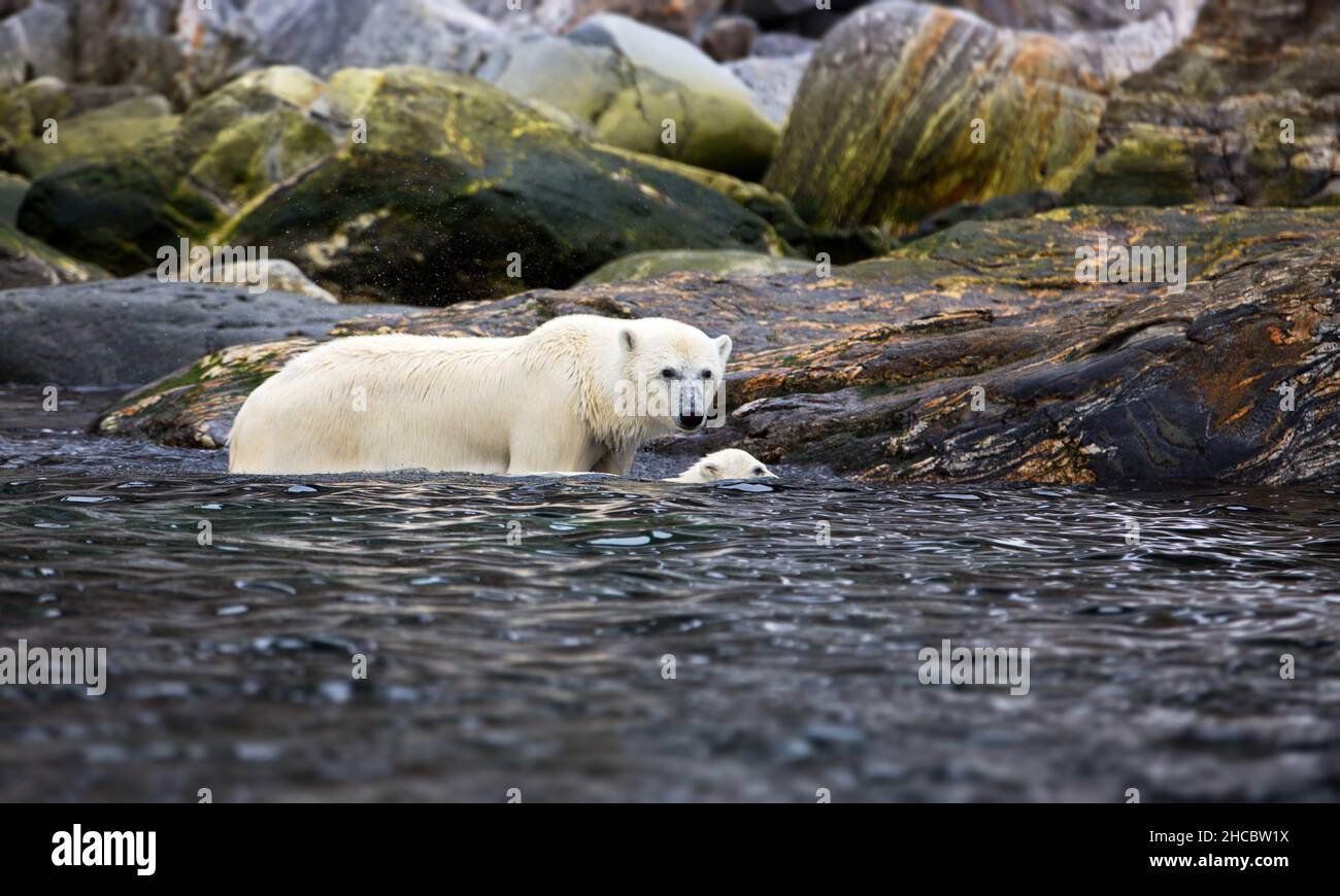 Beautiful shot of white bears swimming in the water during the day in ...