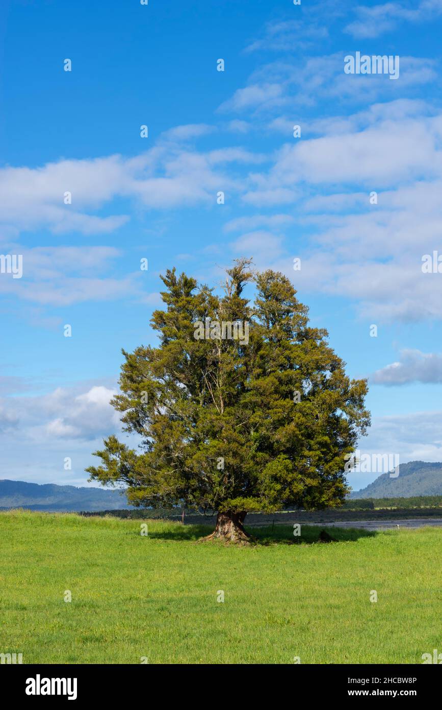 Single tree growing in summer meadow Stock Photo - Alamy