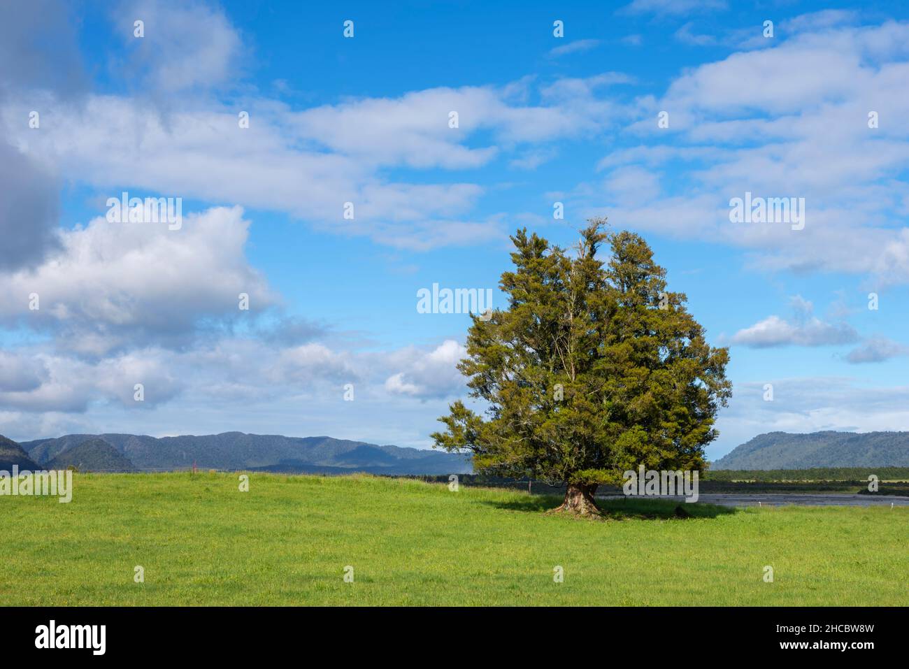 Single tree growing in summer meadow Stock Photo - Alamy