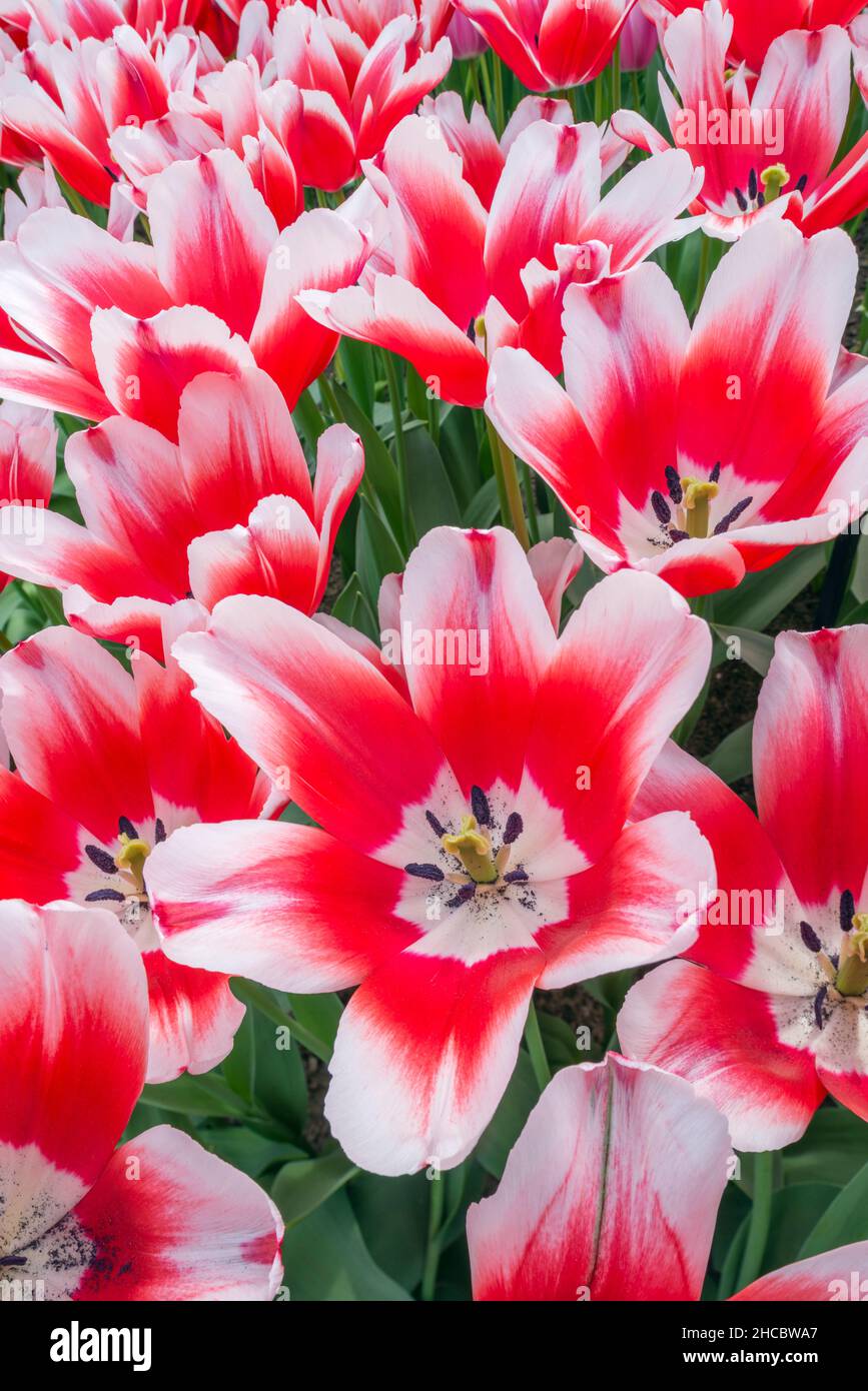 Heads of red blooming tulips (Tulipa Delta Queen Stock Photo - Alamy