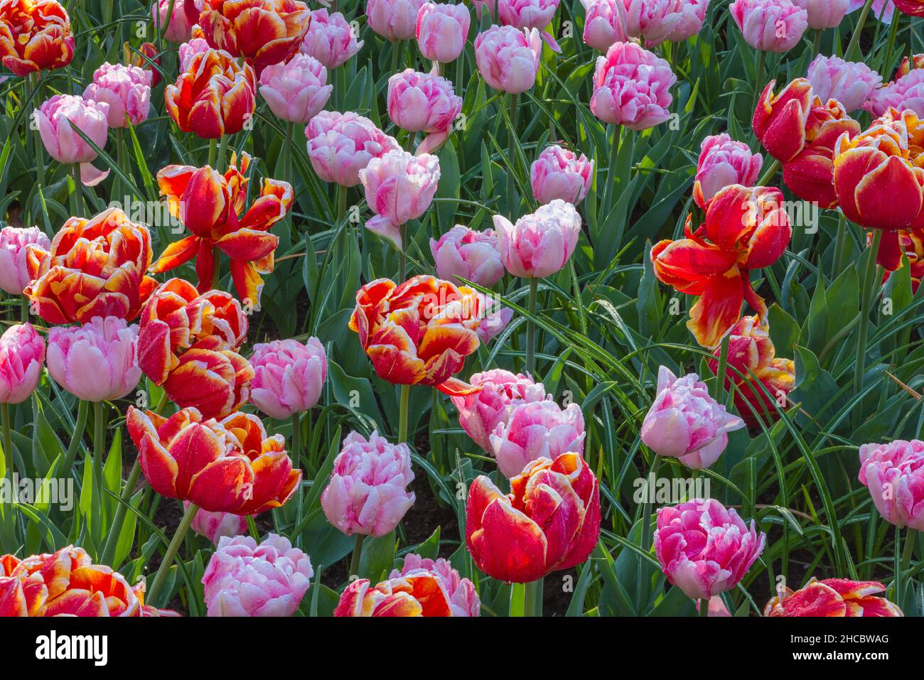 Tulips red pink hi-res stock photography and images - Alamy
