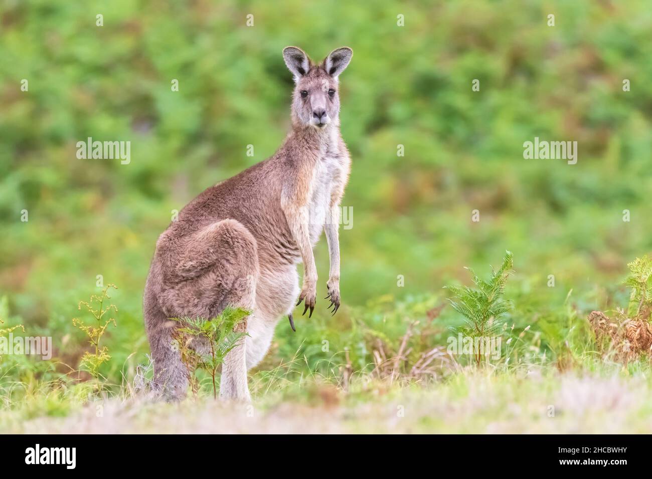 Eastern grey kangaroo (Macropus giganteus) standing outdoors amid green ...