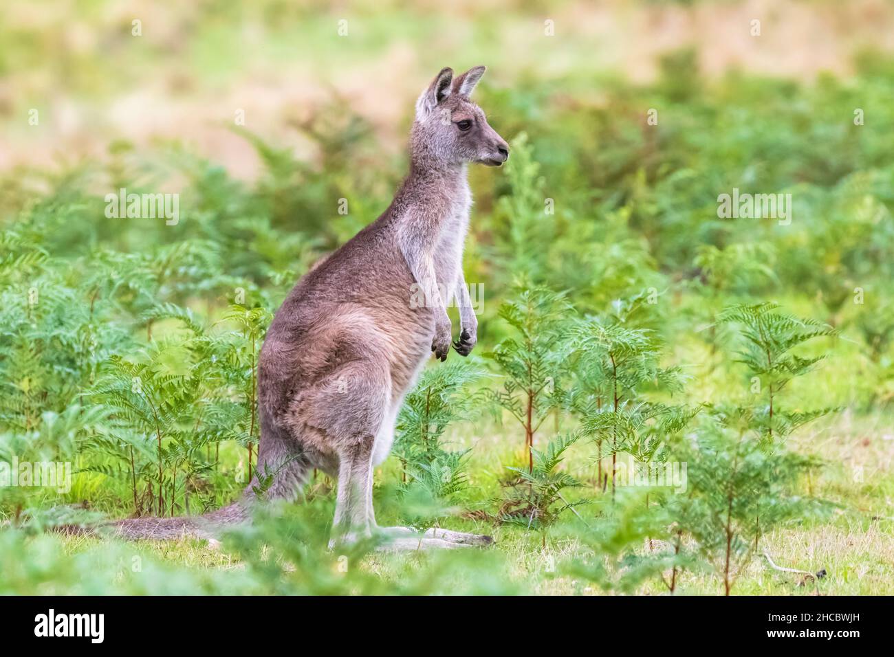 Portrait of eastern grey kangaroo (Macropus giganteus) standing ...