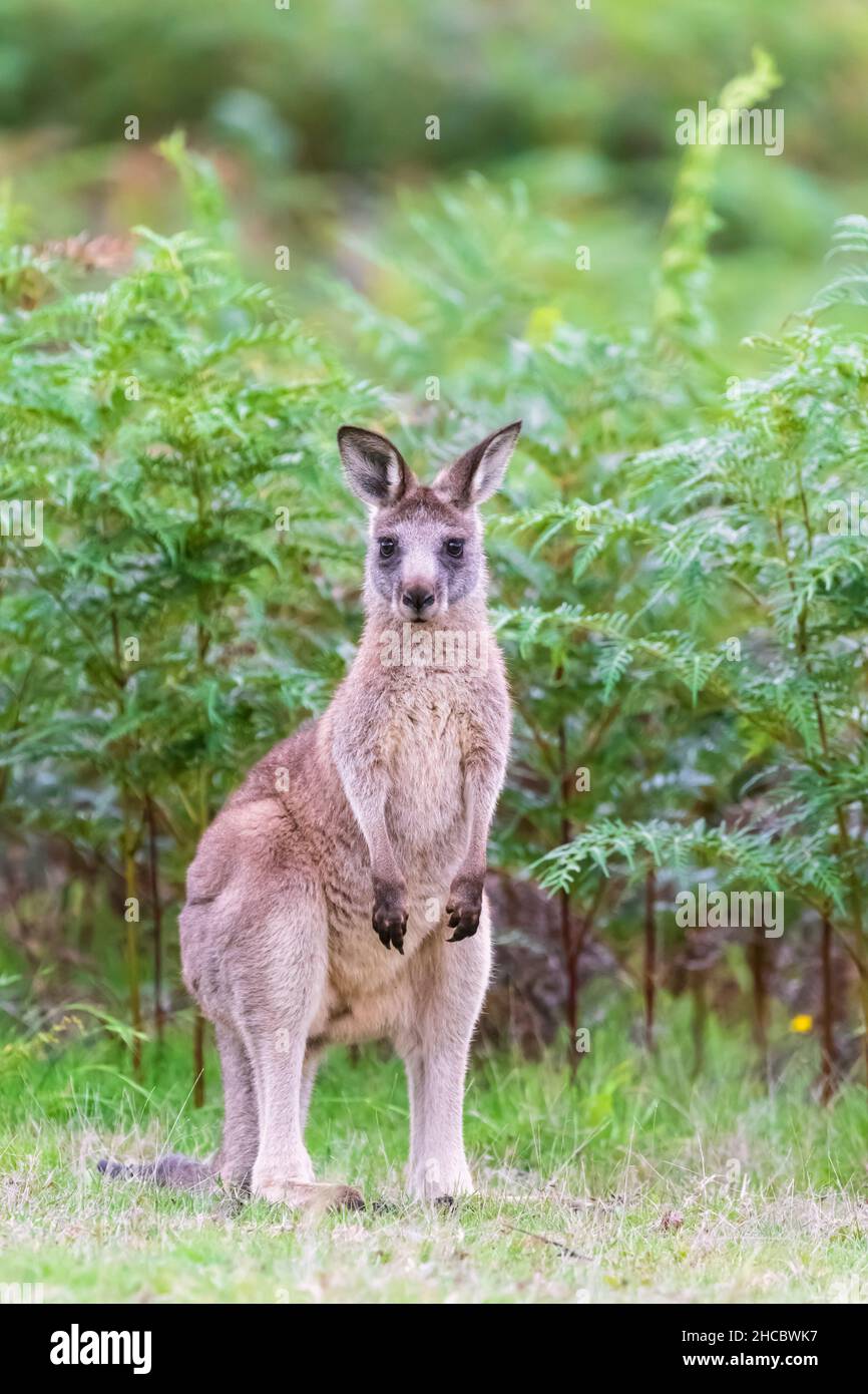 Portrait of eastern grey kangaroo (Macropus giganteus) standing ...