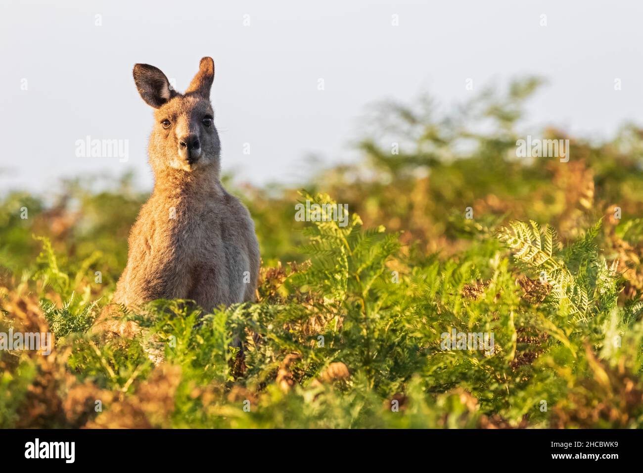Portrait of eastern grey kangaroo (Macropus giganteus) standing ...