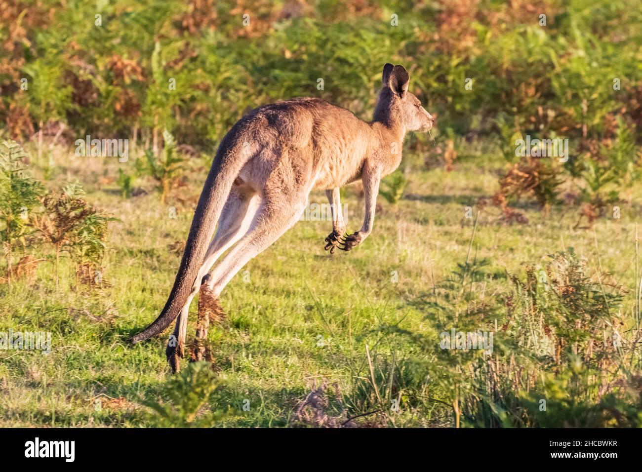Eastern grey kangaroo (Macropus giganteus) standing outdoors Stock ...