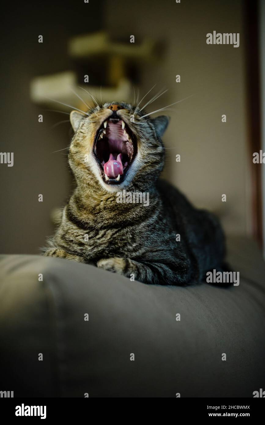 Cat yawning at sofa hi-res stock photography and images - Alamy