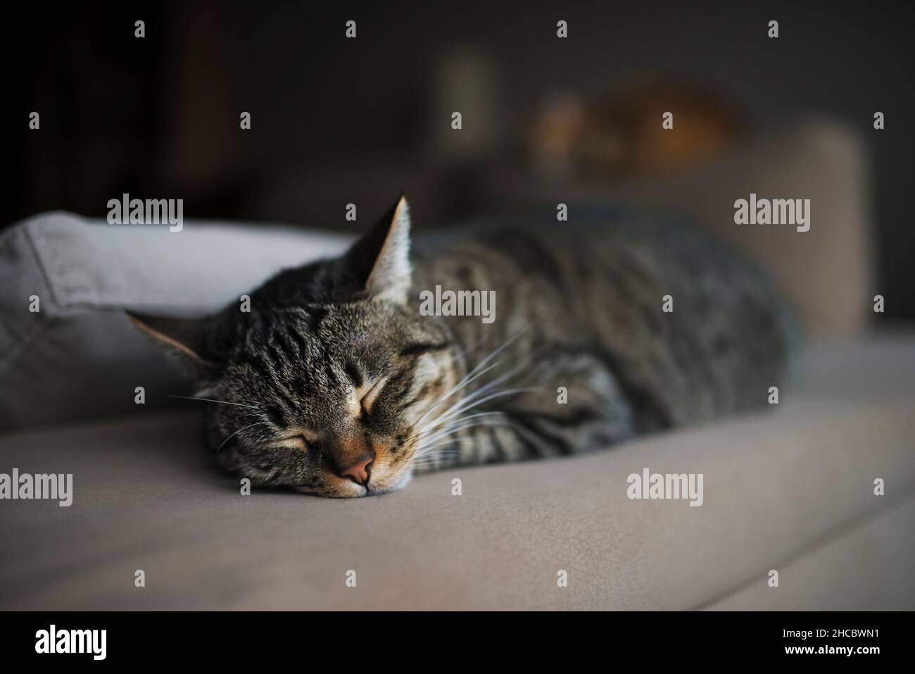 Domestic cat sleeping on sofa hi-res stock photography and images - Alamy