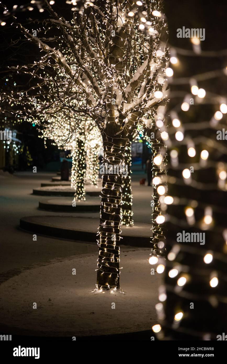 Outdoor illuminated tree stock images. Golden lighted tree outdoor ...