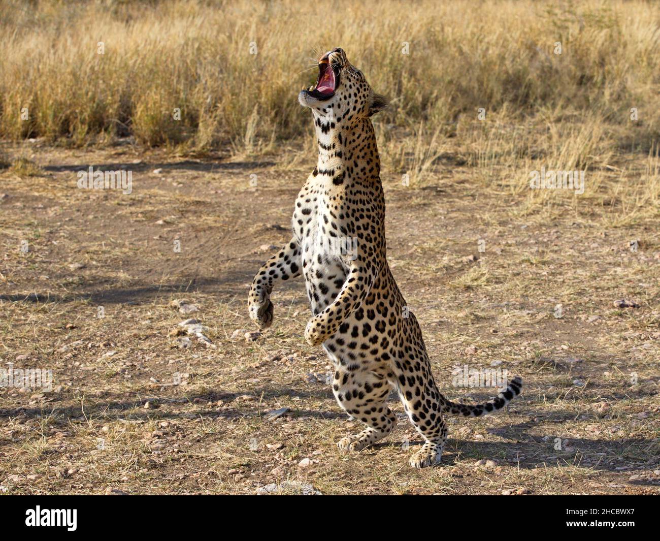 Leopard roaring and jumping in Namibia national park Stock Photo - Alamy