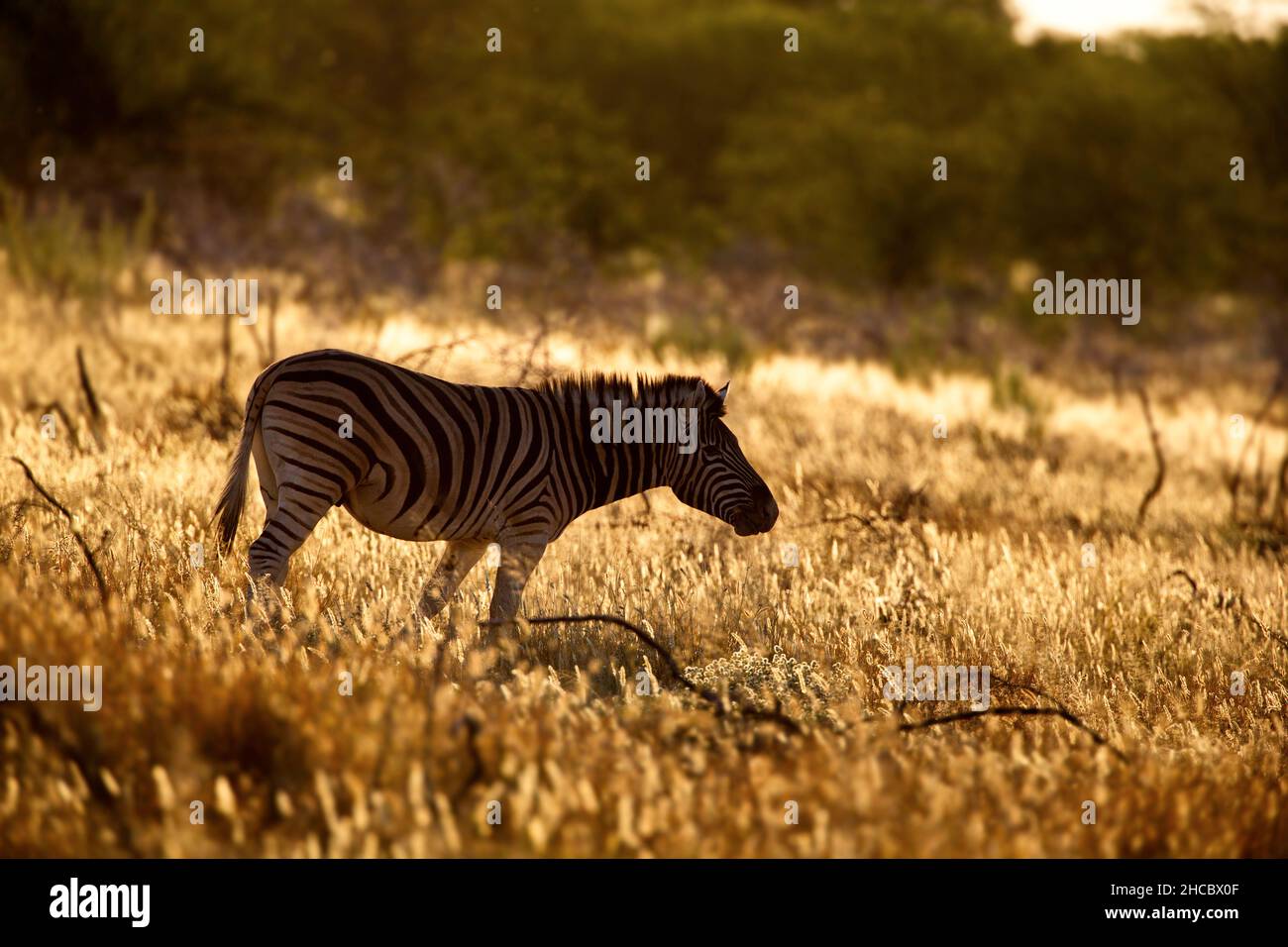 Beautiful shot of a zebra standing on the field during the day in ...