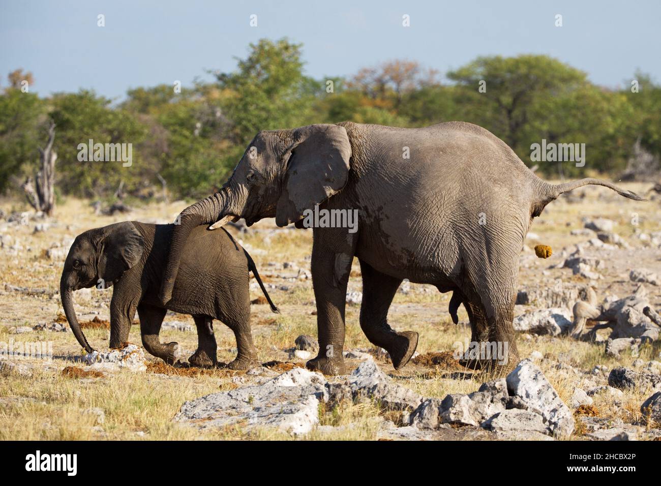 Children with elephant hi-res stock photography and images - Alamy