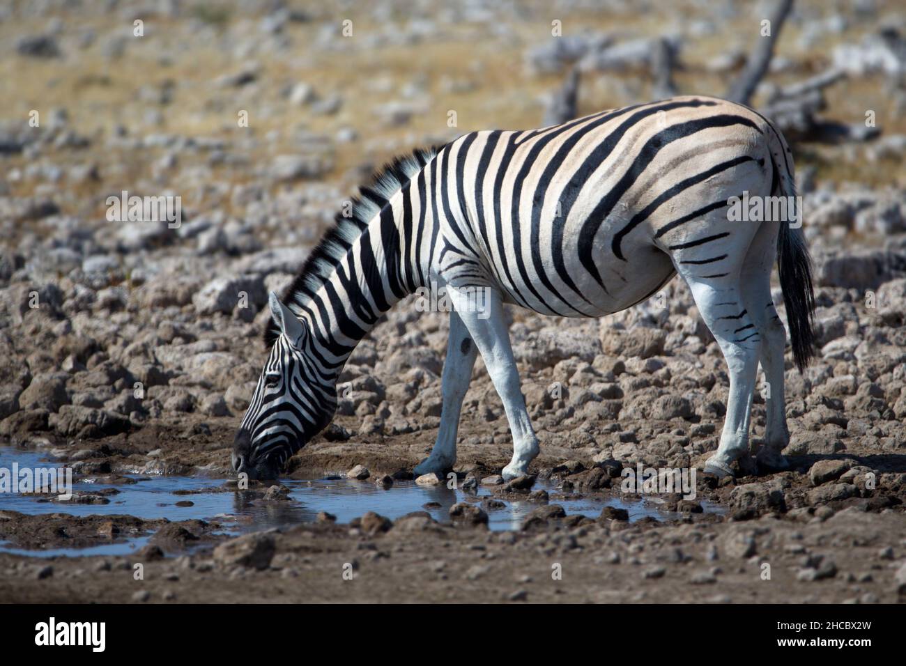 Closeup of a zebra drinking from a puddle at the Namibian savannah ...
