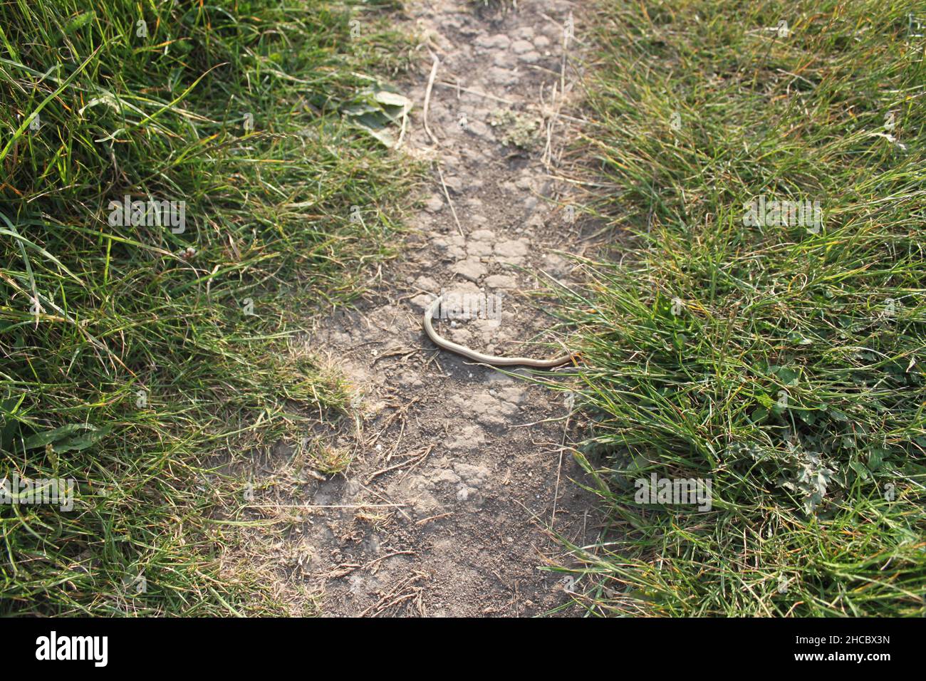Slow worm legless lizard. South west coast path. England coast path ...