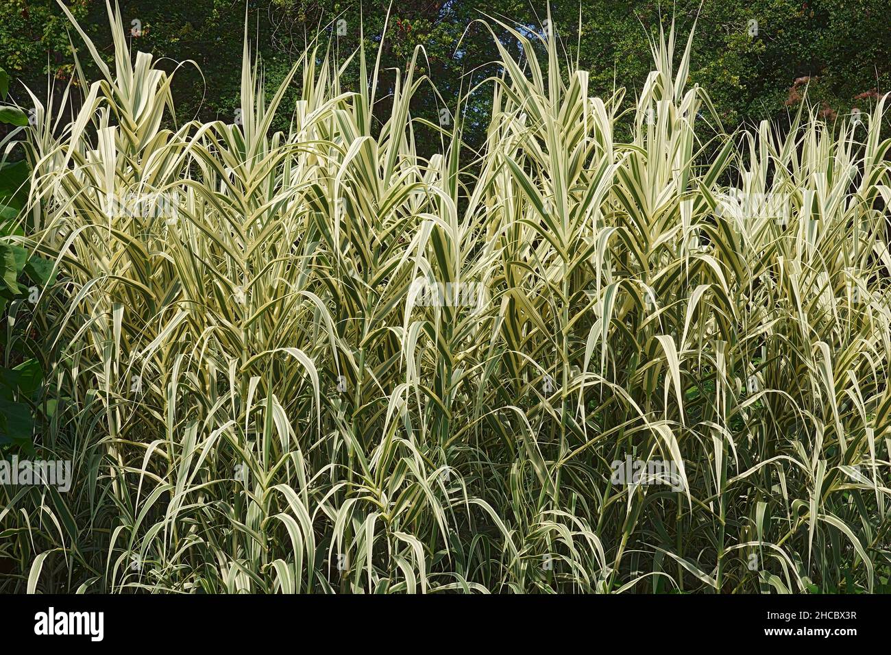 Giant reed hi-res stock photography and images - Alamy