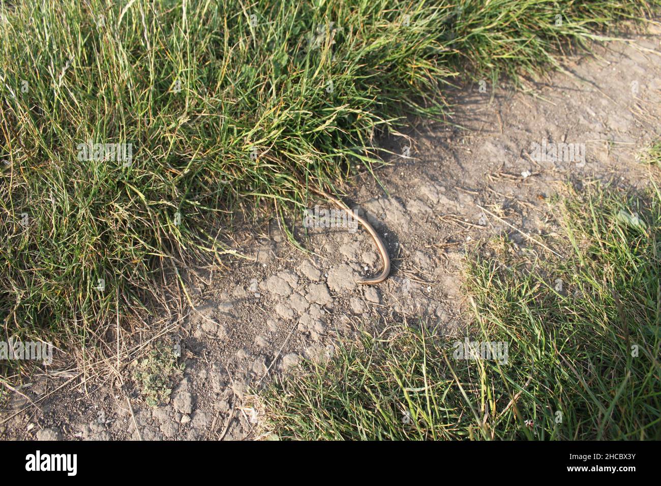 Slow worm legless lizard. South west coast path. England coast path ...