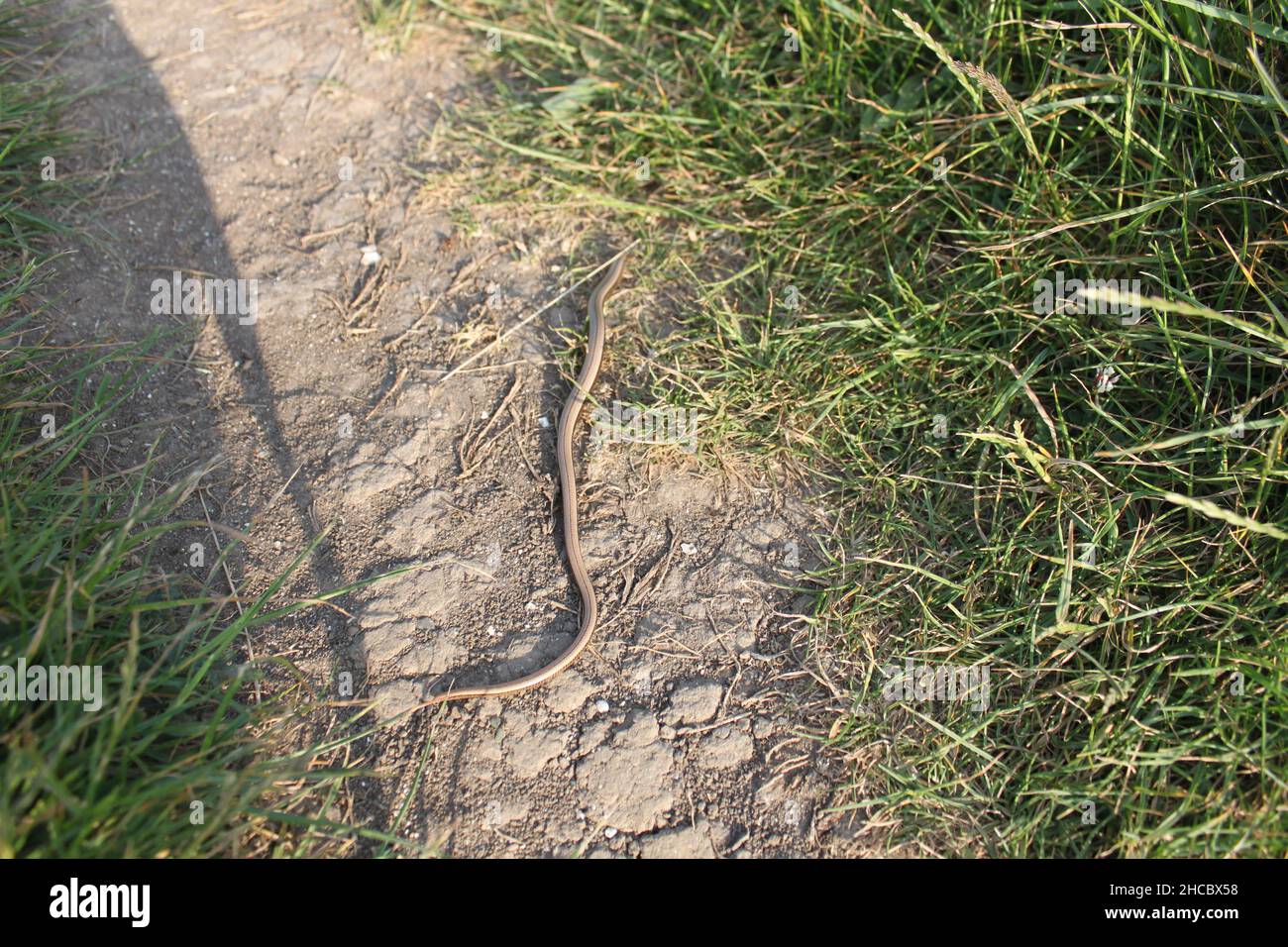 Slow worm legless lizard. South west coast path. England coast path ...