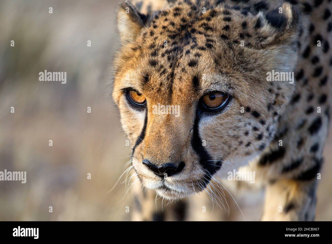 Selective focus of a leopard in Namibia national park Stock Photo - Alamy