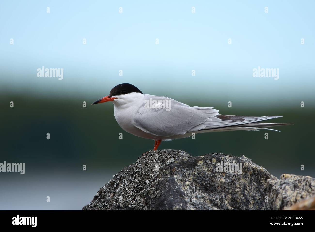 Common tern (sterna hirundo) sitting on a rock Stock Photo - Alamy