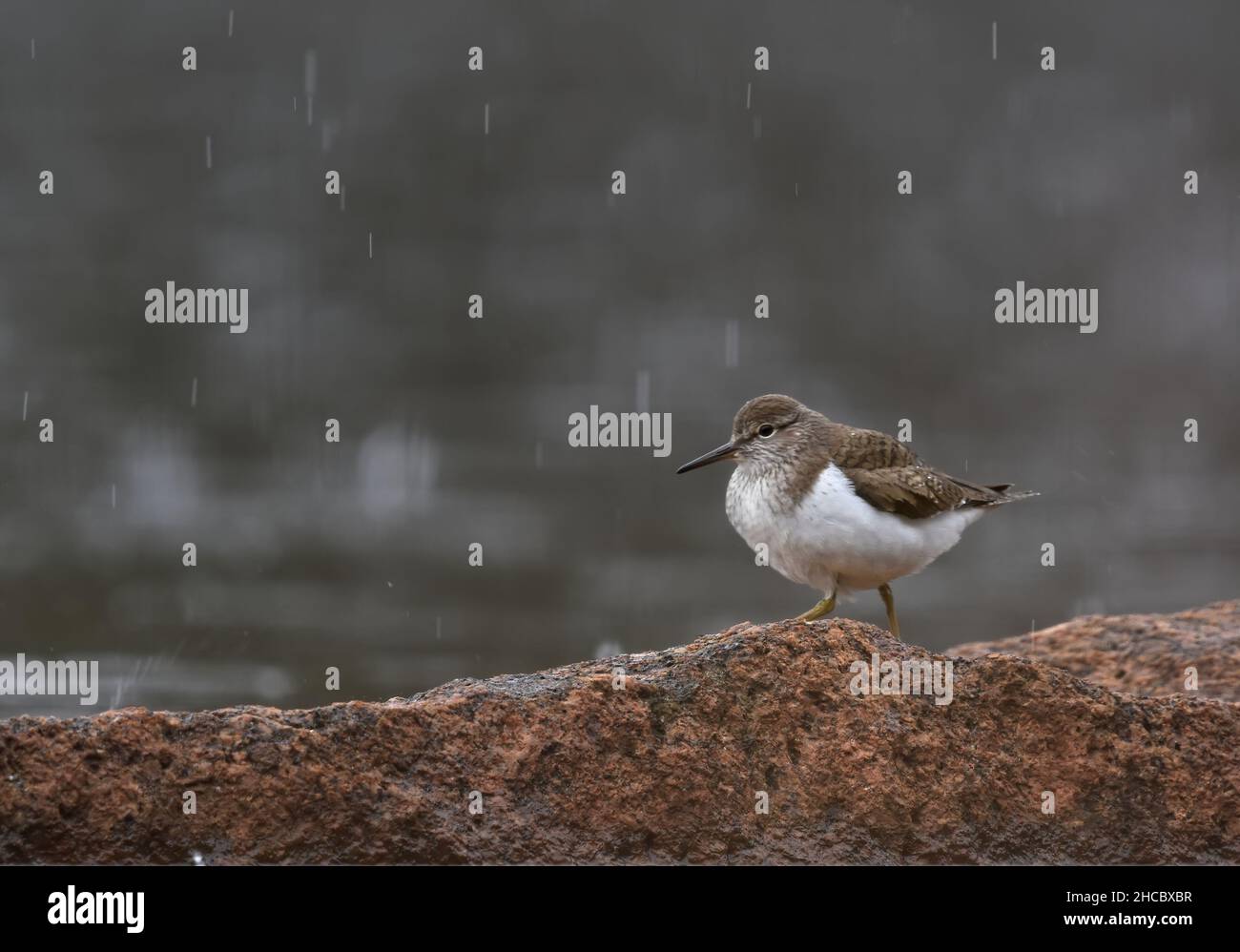 Common sandpiper (Actitis hypoleucos) in the rain Stock Photo - Alamy