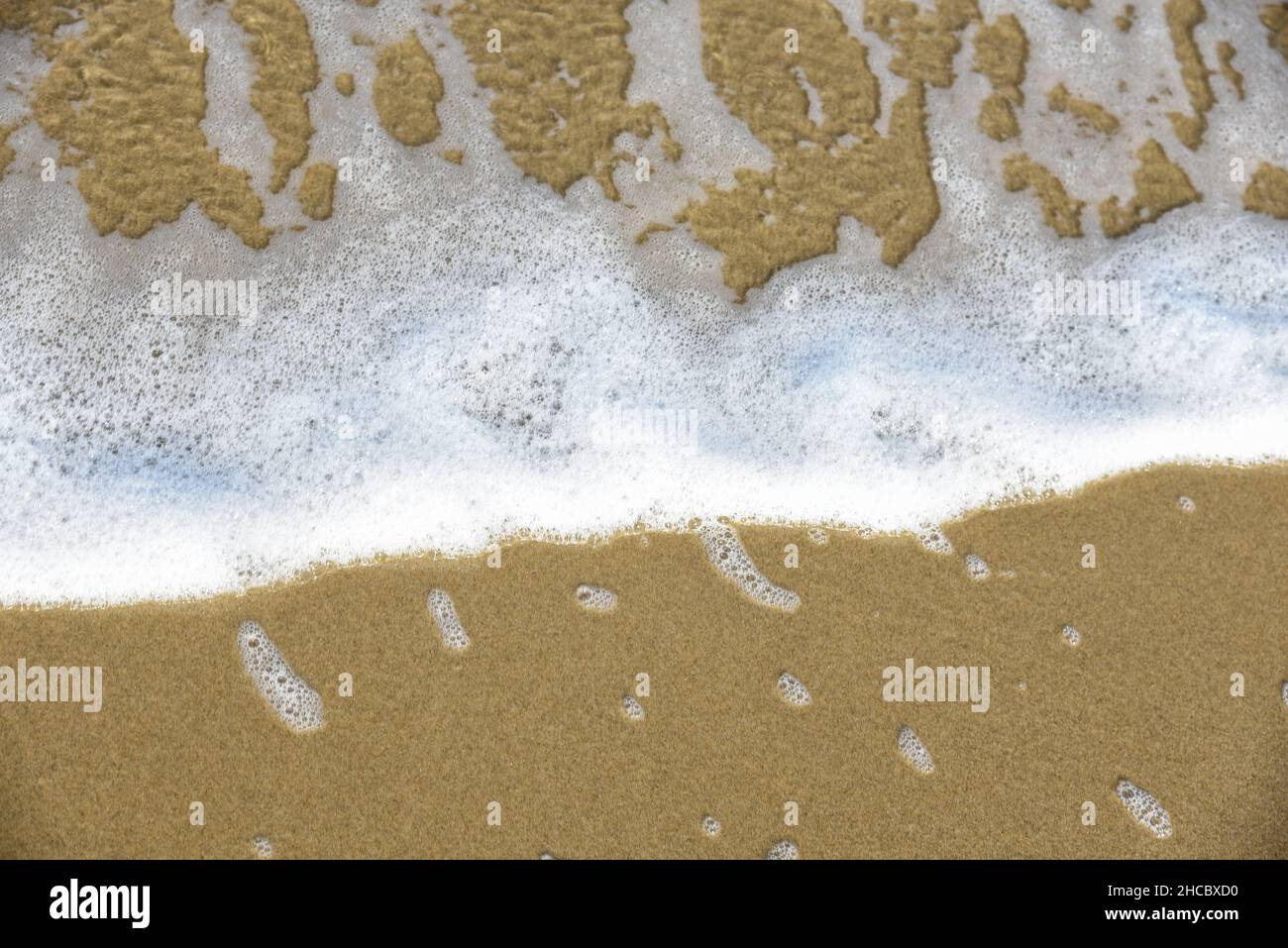 Den Helder, September 2021. Close up of the sand, shells and paw prints ...