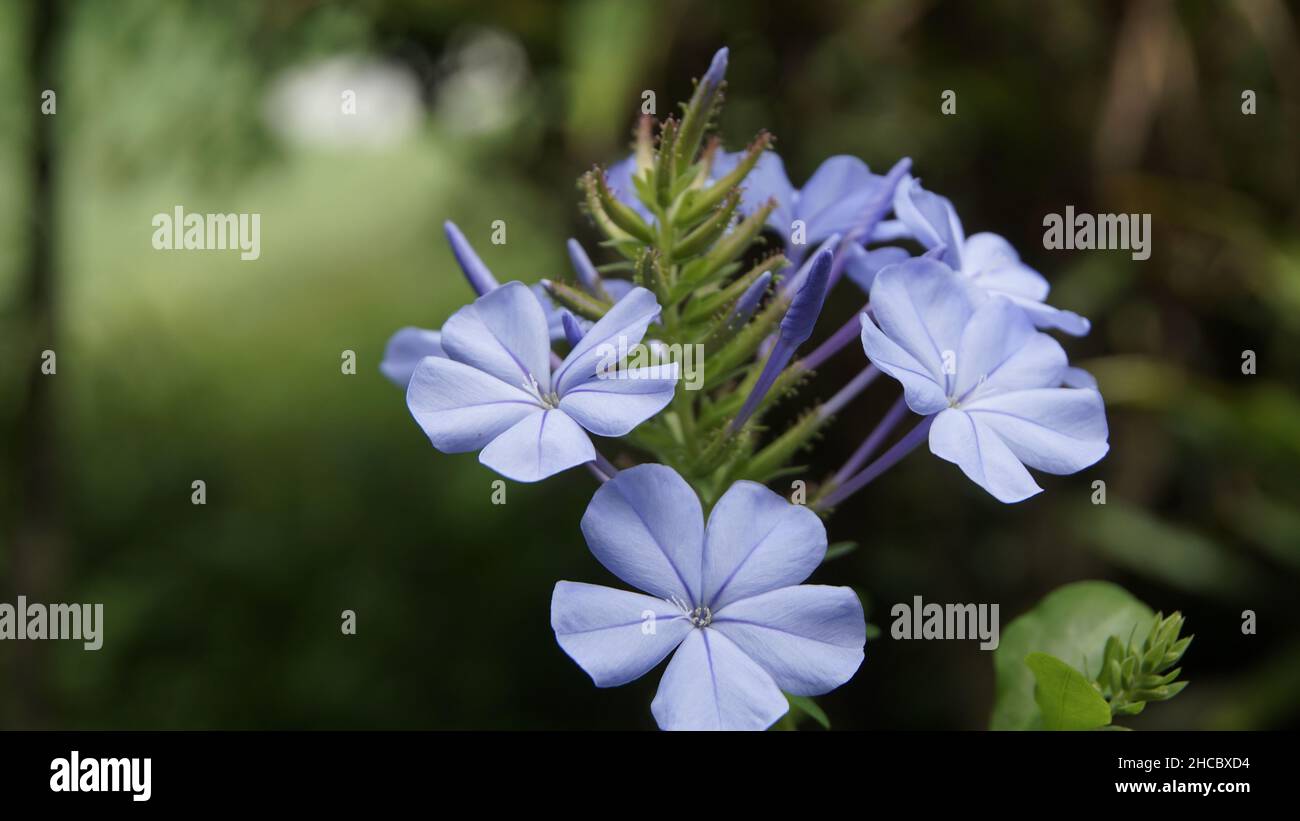 Close-up photos of Light Blue Jasmine Flower , green and natural ...
