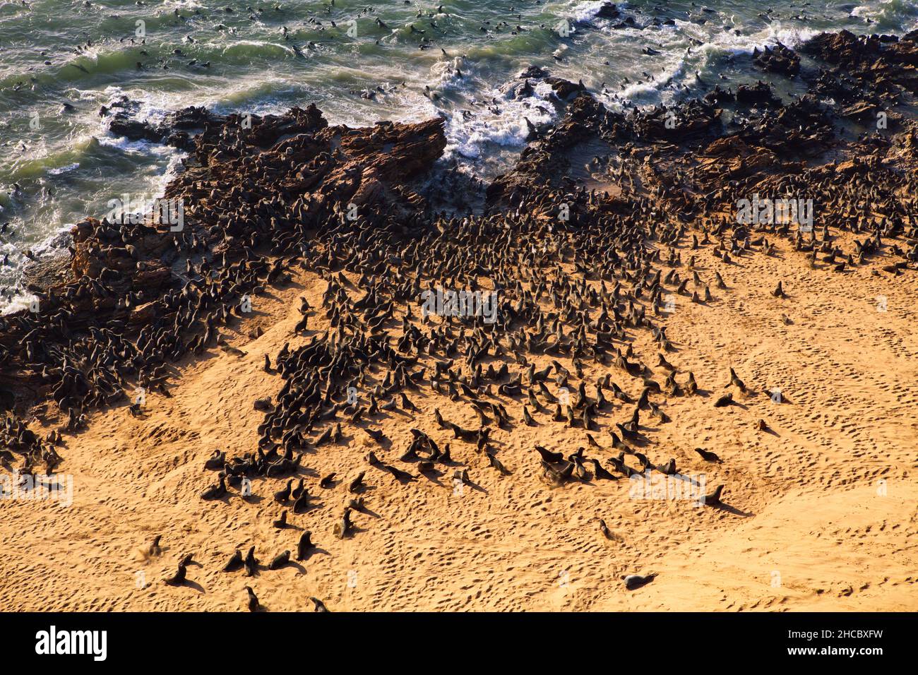Large seal colony hi-res stock photography and images - Alamy