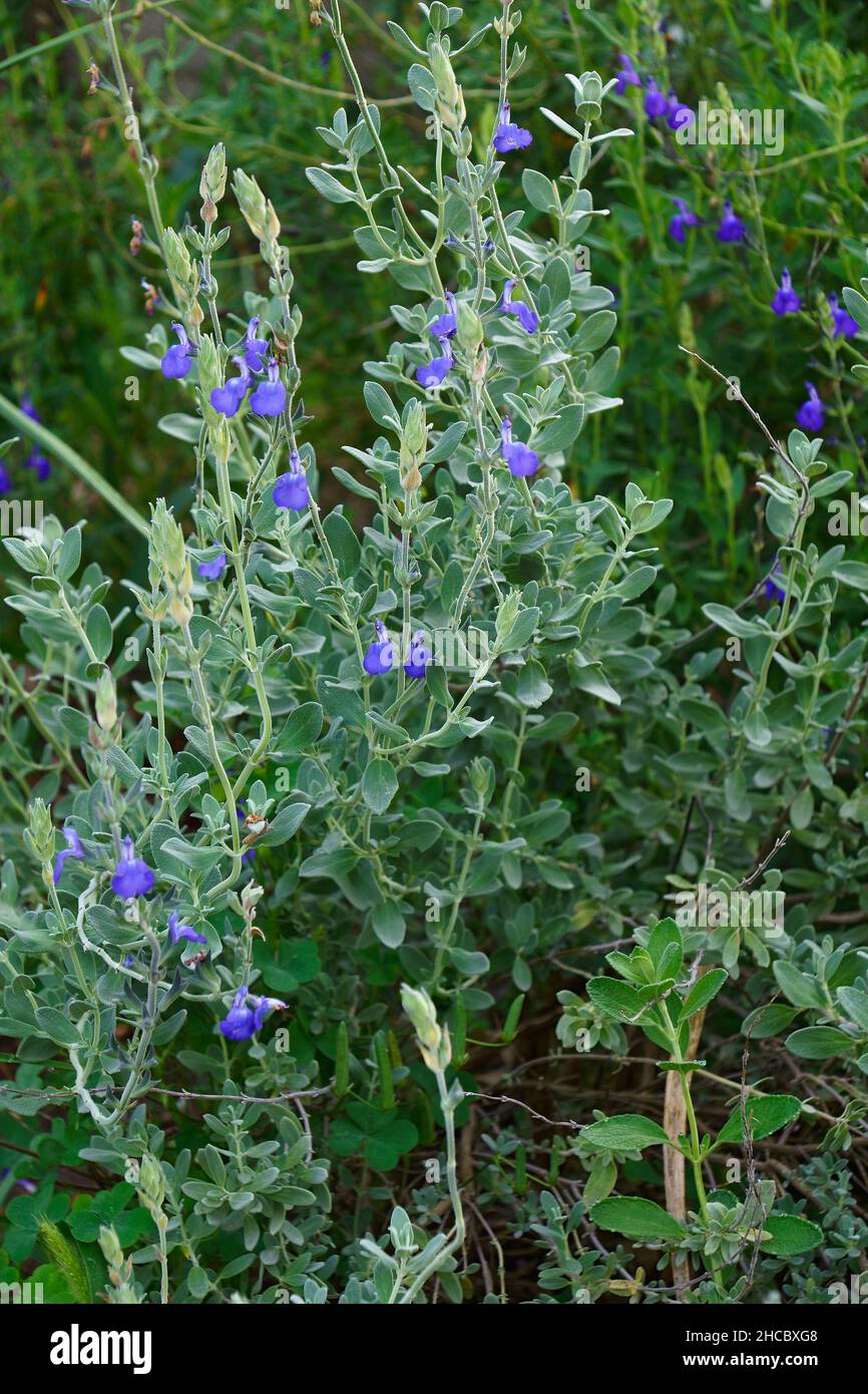 Germander sage (Salvia chamaedryoides Stock Photo - Alamy
