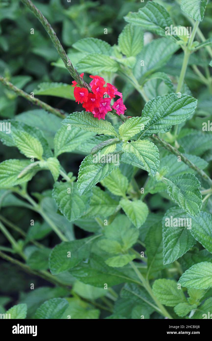 Changeable velvetberry (Stachytarpheta mutabilis). Called Coral ...