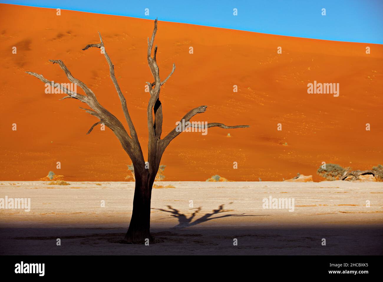 Kalahari desert tree dunes hi-res stock photography and images - Alamy