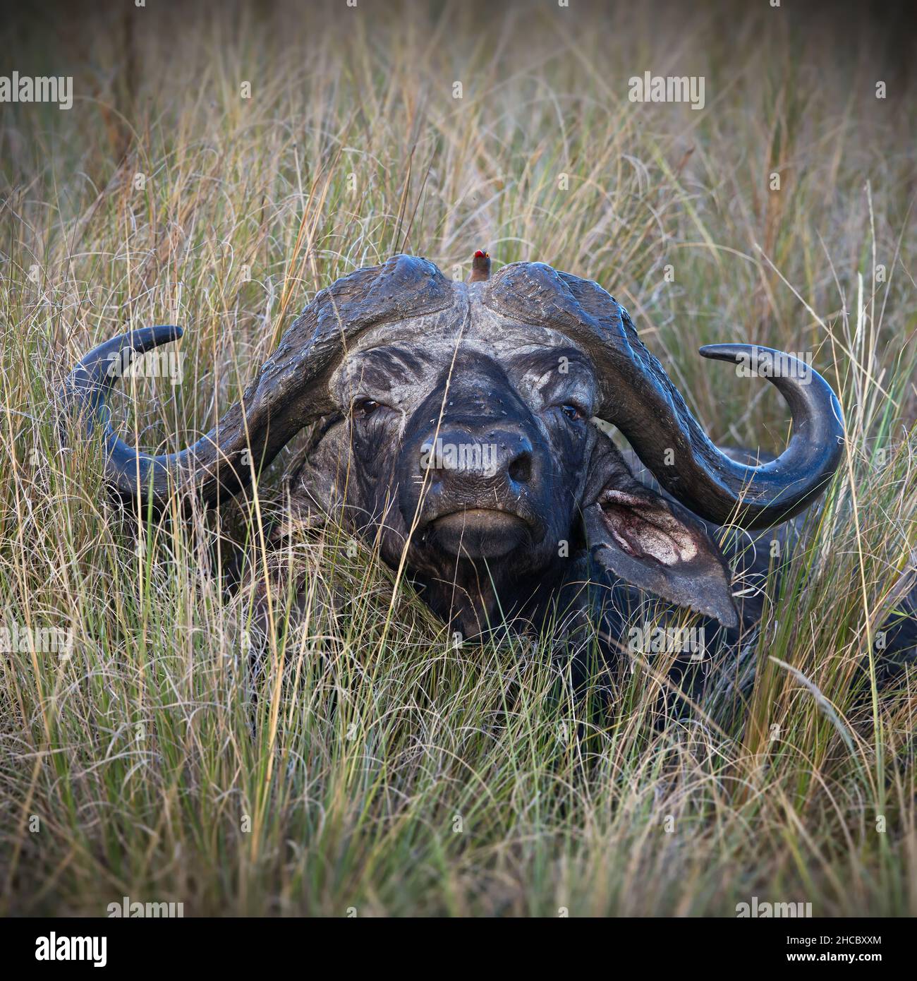 Shot african wildebeest in hi-res stock photography and images - Alamy