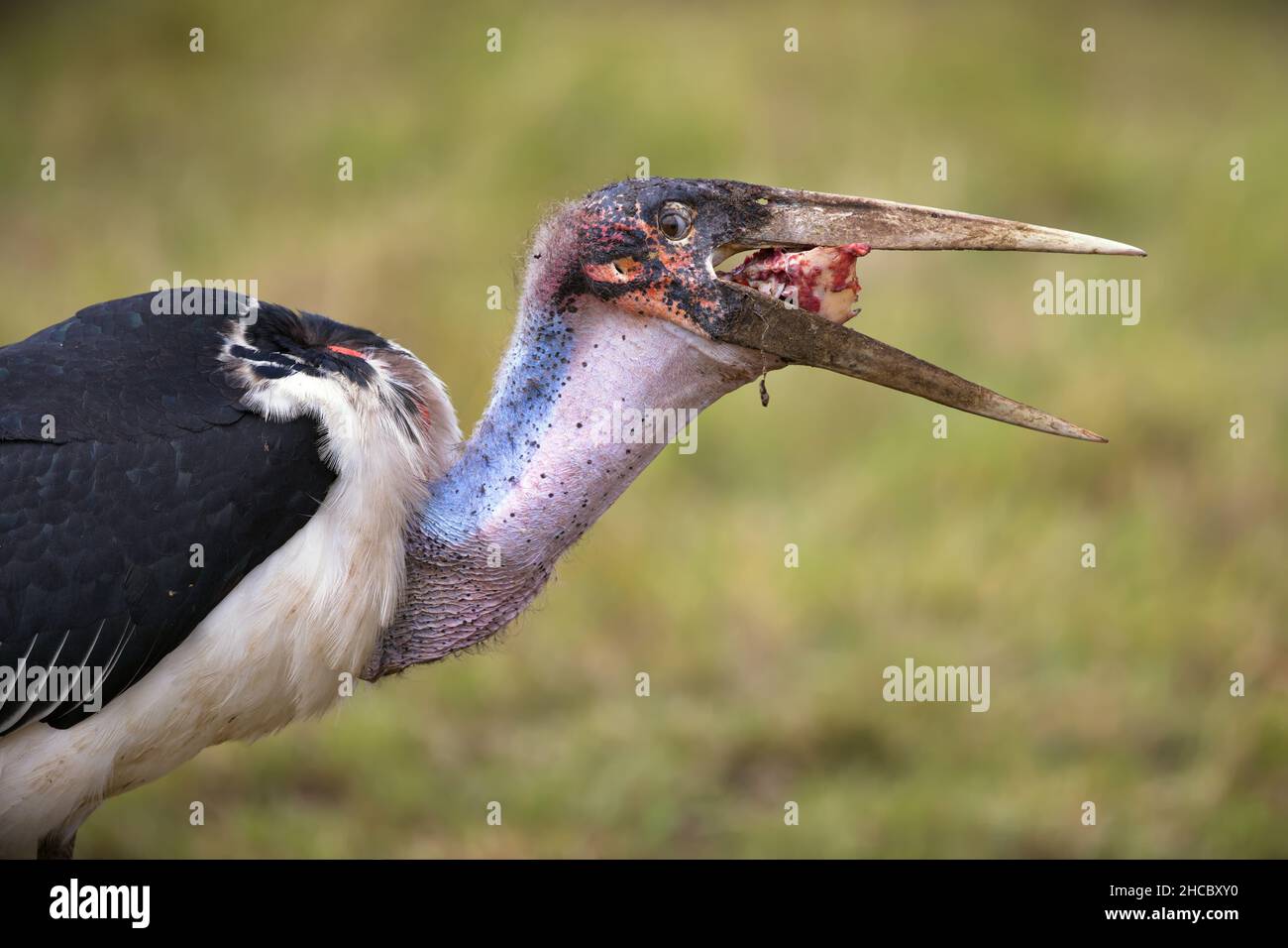 Meat backdrop hi-res stock photography and images - Alamy