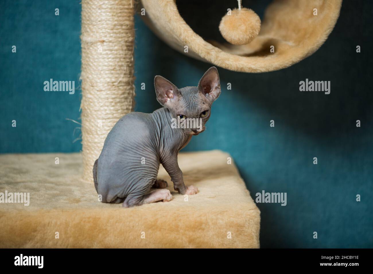 little grey sphinx kitty playing on home set playground equipment Stock ...