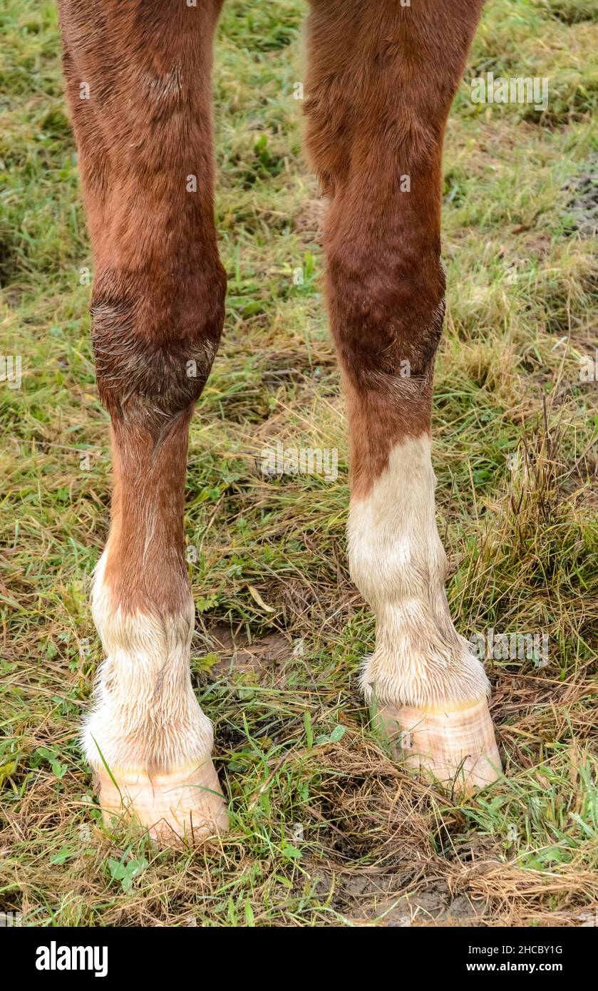 Horse legs close up hi-res stock photography and images - Alamy