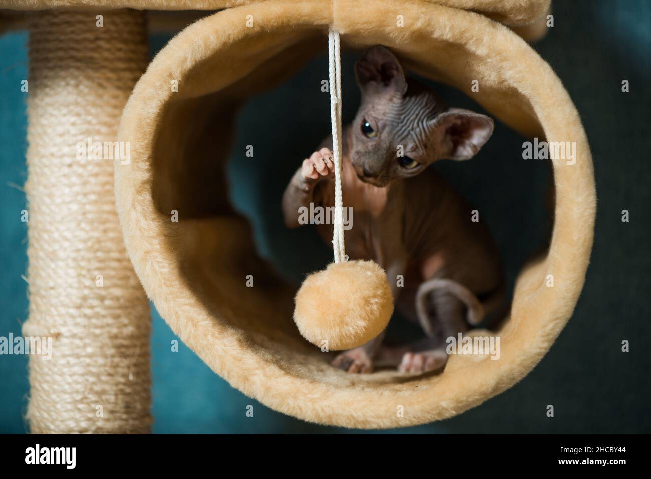 little grey sphinx kitty playing on home set playground equipment Stock ...