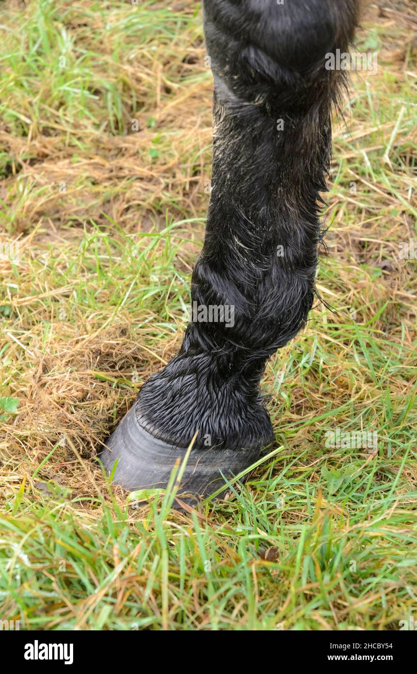 Anatomy of leg hi-res stock photography and images - Alamy