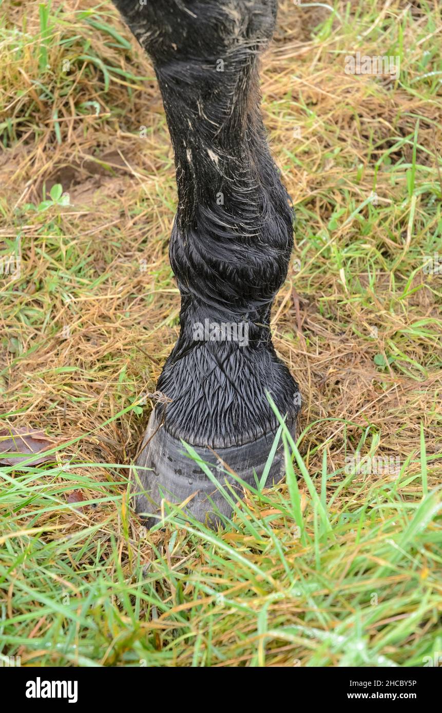 Anatomy of leg hi-res stock photography and images - Alamy