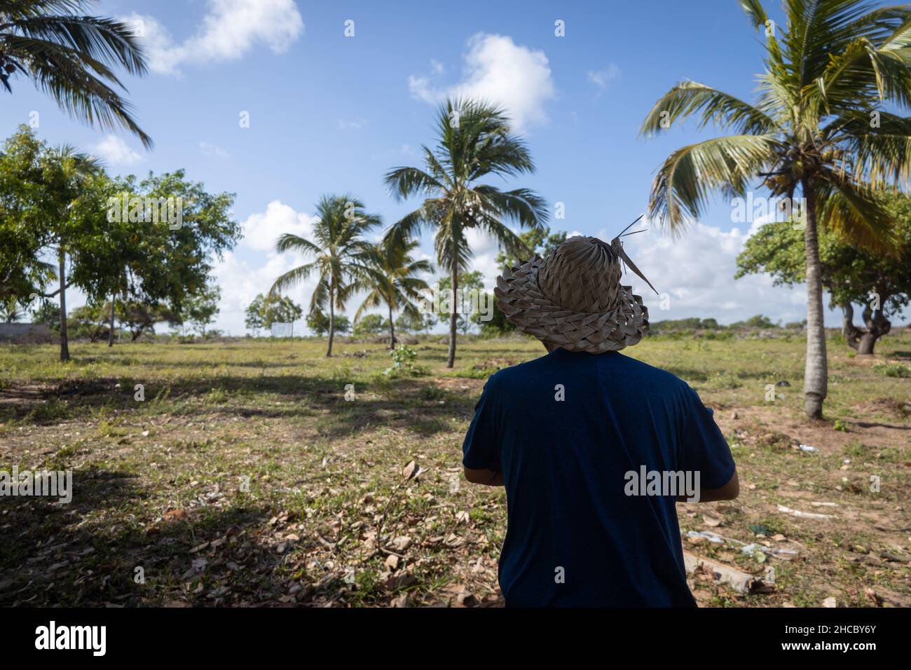 Bearded palm tree hi-res stock photography and images - Alamy